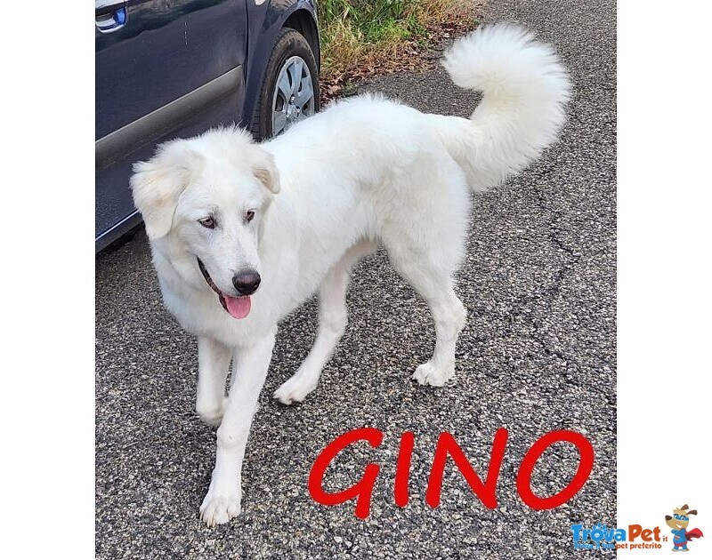 Gino Giovane Dolcissimo Pastore Maremmano in adozione a Milano (MI)